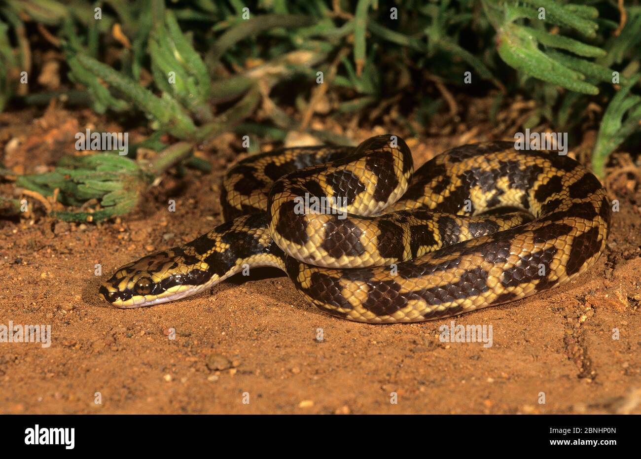 Rosen's snake (Suta fasciata) Charles Darwin Reserve, Western Australia ...