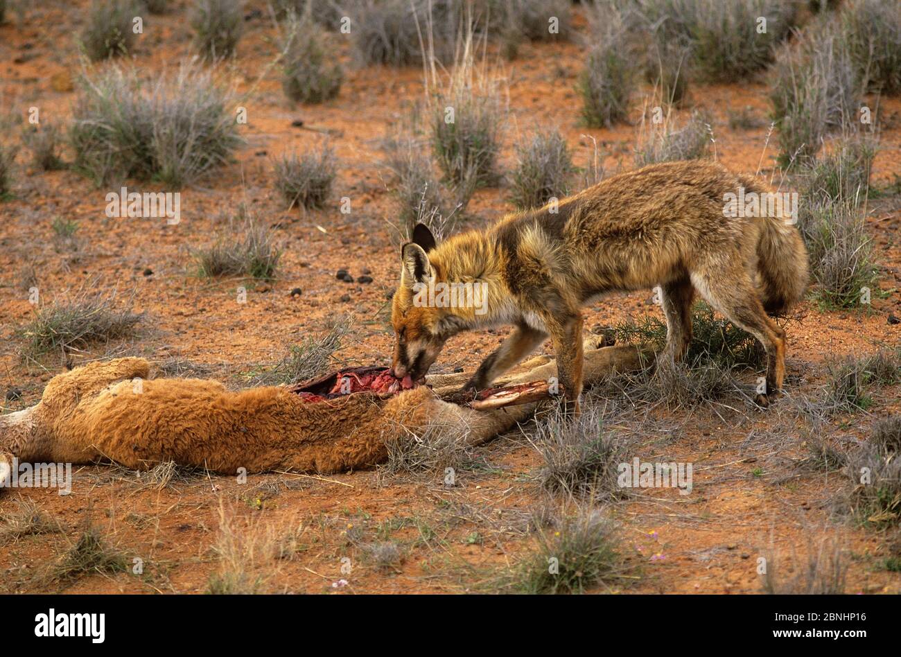 Feral European red fox (Vulpes vulpes) feeding on a kangaroo carcass ...