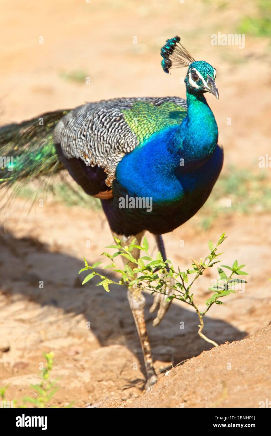 Green peafowl hi-res stock photography and images - Alamy