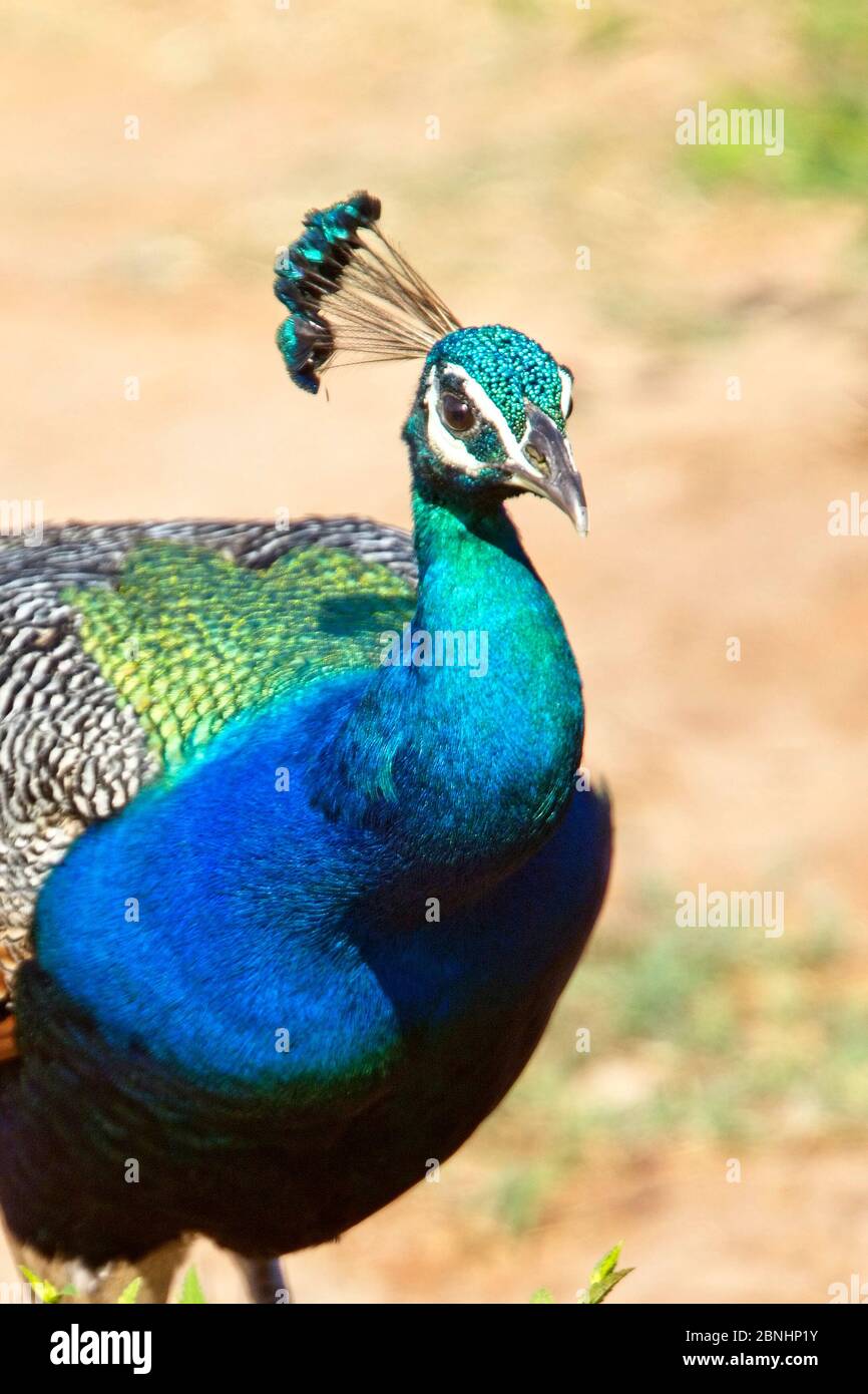Green peafowl hi-res stock photography and images - Alamy