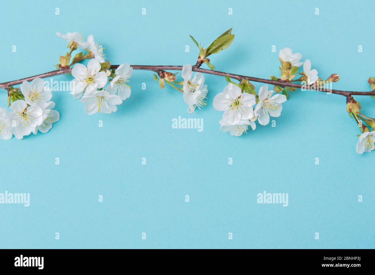 Realistic cherry blossom hi-res stock photography and images - Alamy