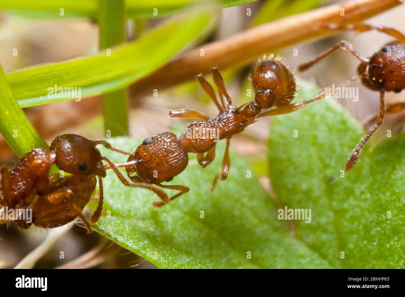 Red ant (Myrmica rugidonis) kililling another of the same species ...