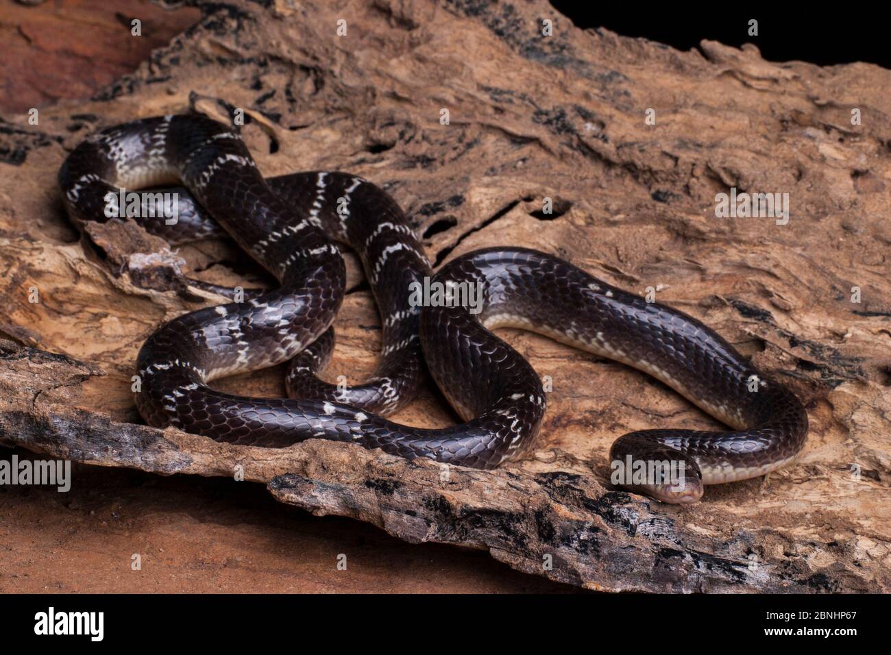 Common krait snake (Bungarus caeruleus) India Stock Photo - Alamy