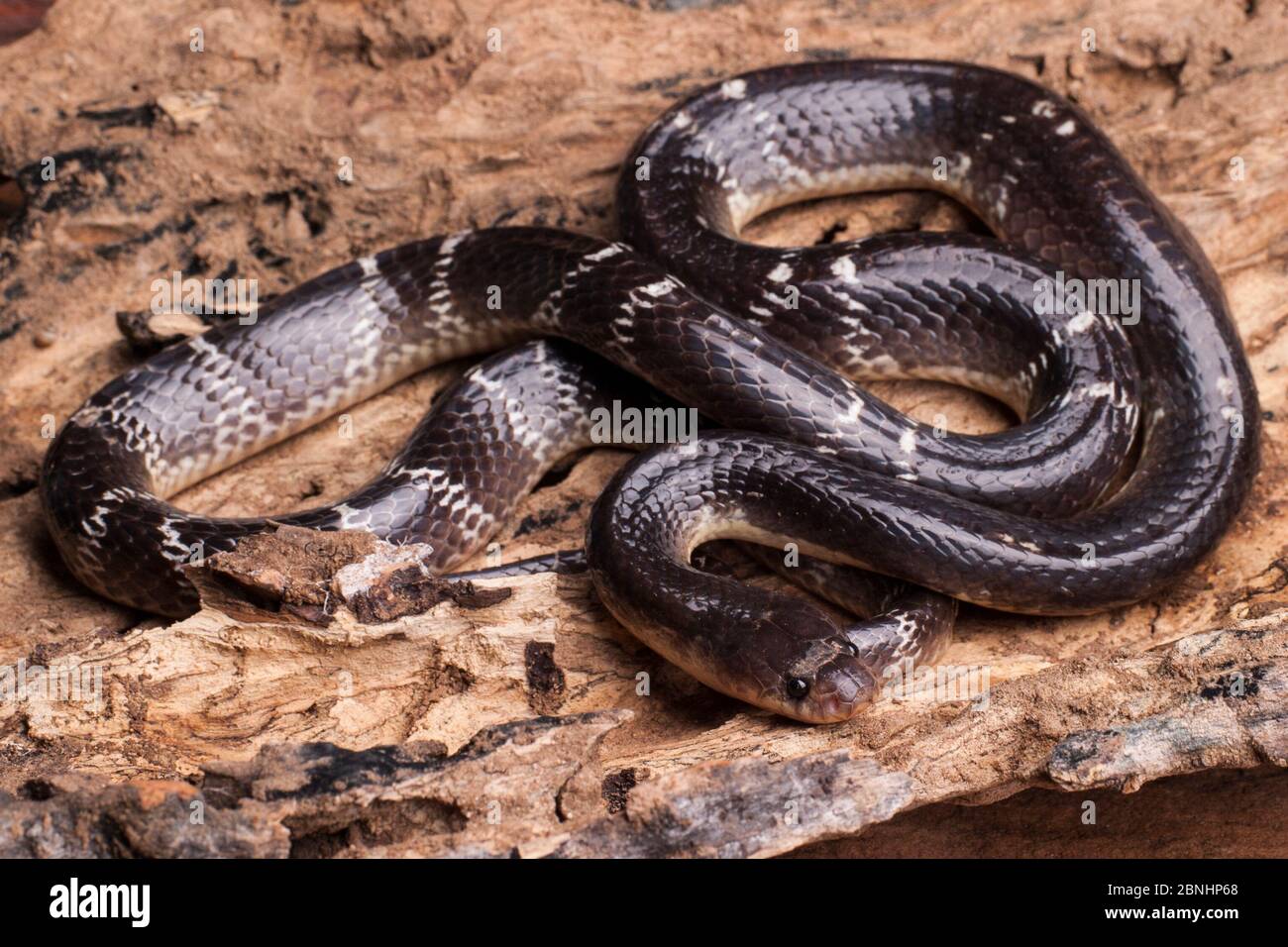 Common krait snake (Bungarus caeruleus) India Stock Photo - Alamy