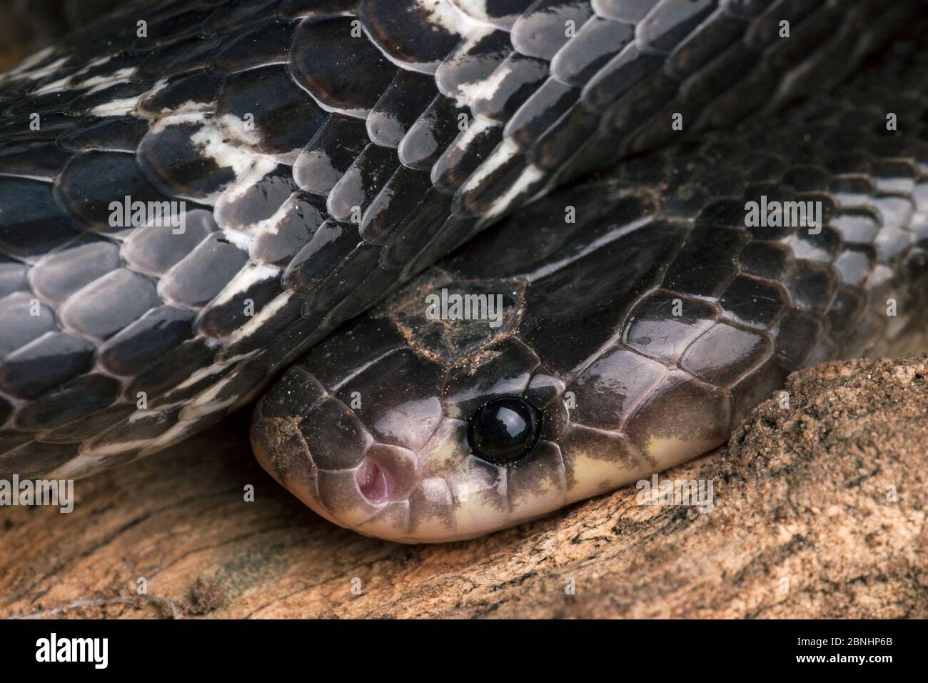 Common krait snake (Bungarus caeruleus) India Stock Photo - Alamy