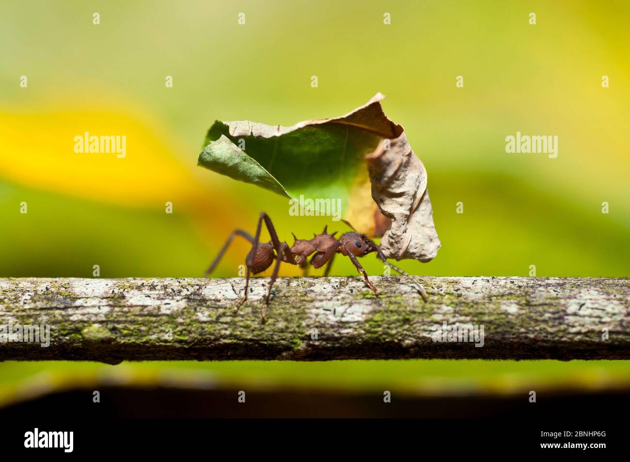 Leaf cutter ant hi-res stock photography and images - Alamy