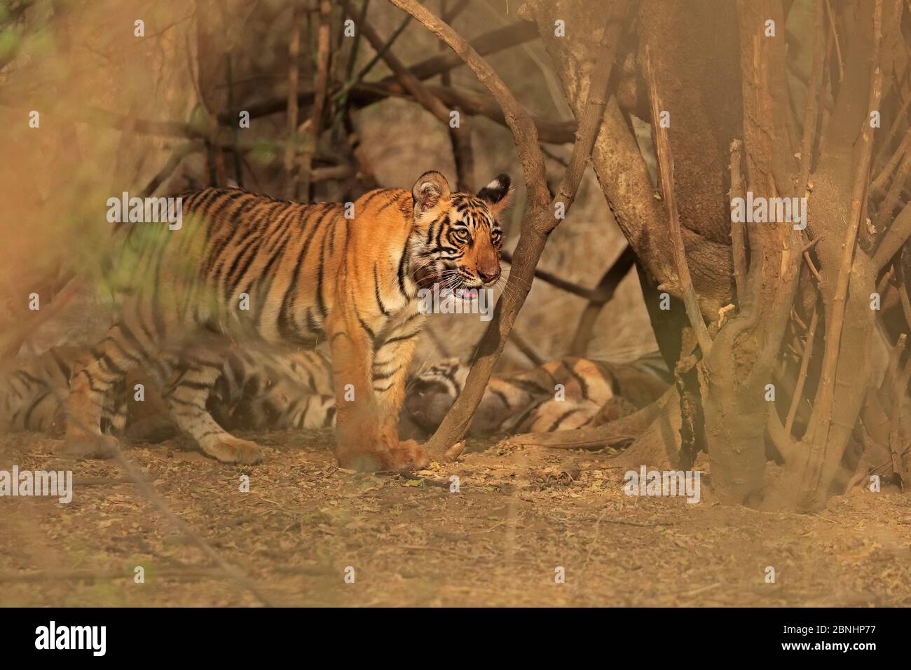 Bengal tiger (Panthera tigris tigris) cub in forestRanthambhore, India ...