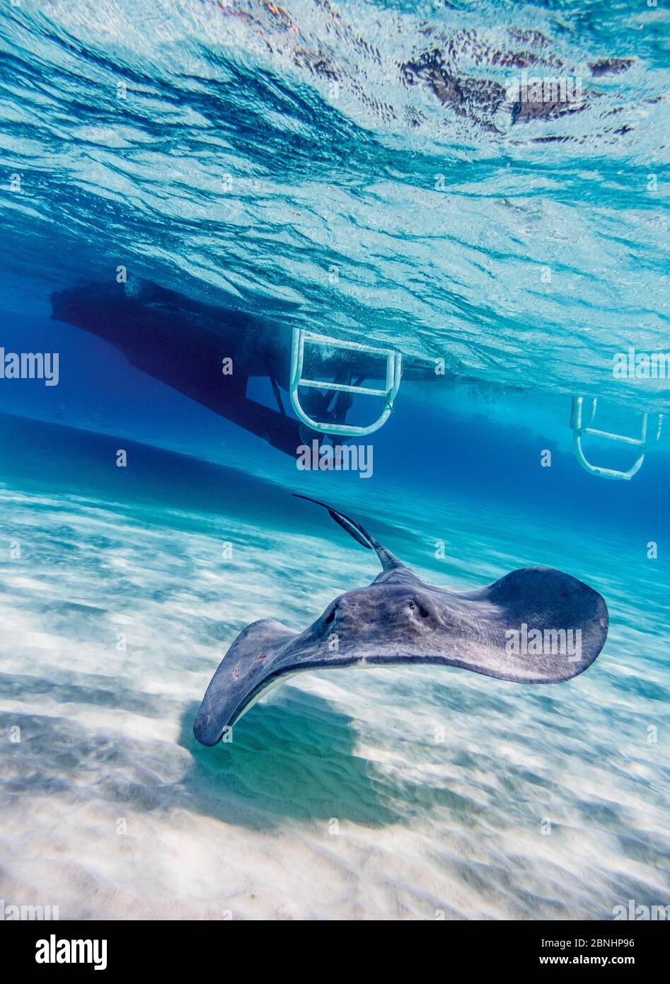 Hypanus hi-res stock photography and images - Alamy