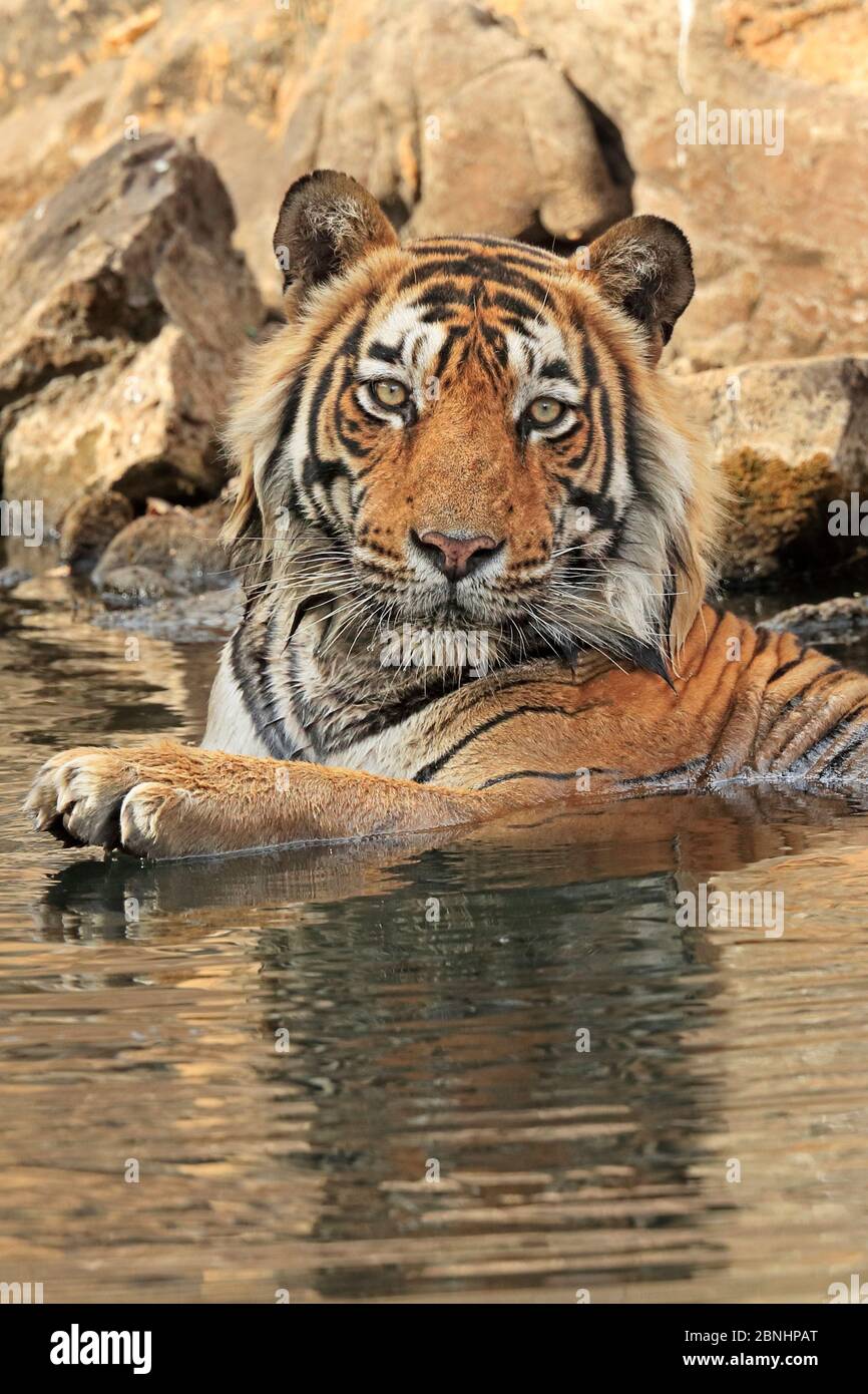 Tiger cooling off hi-res stock photography and images - Alamy