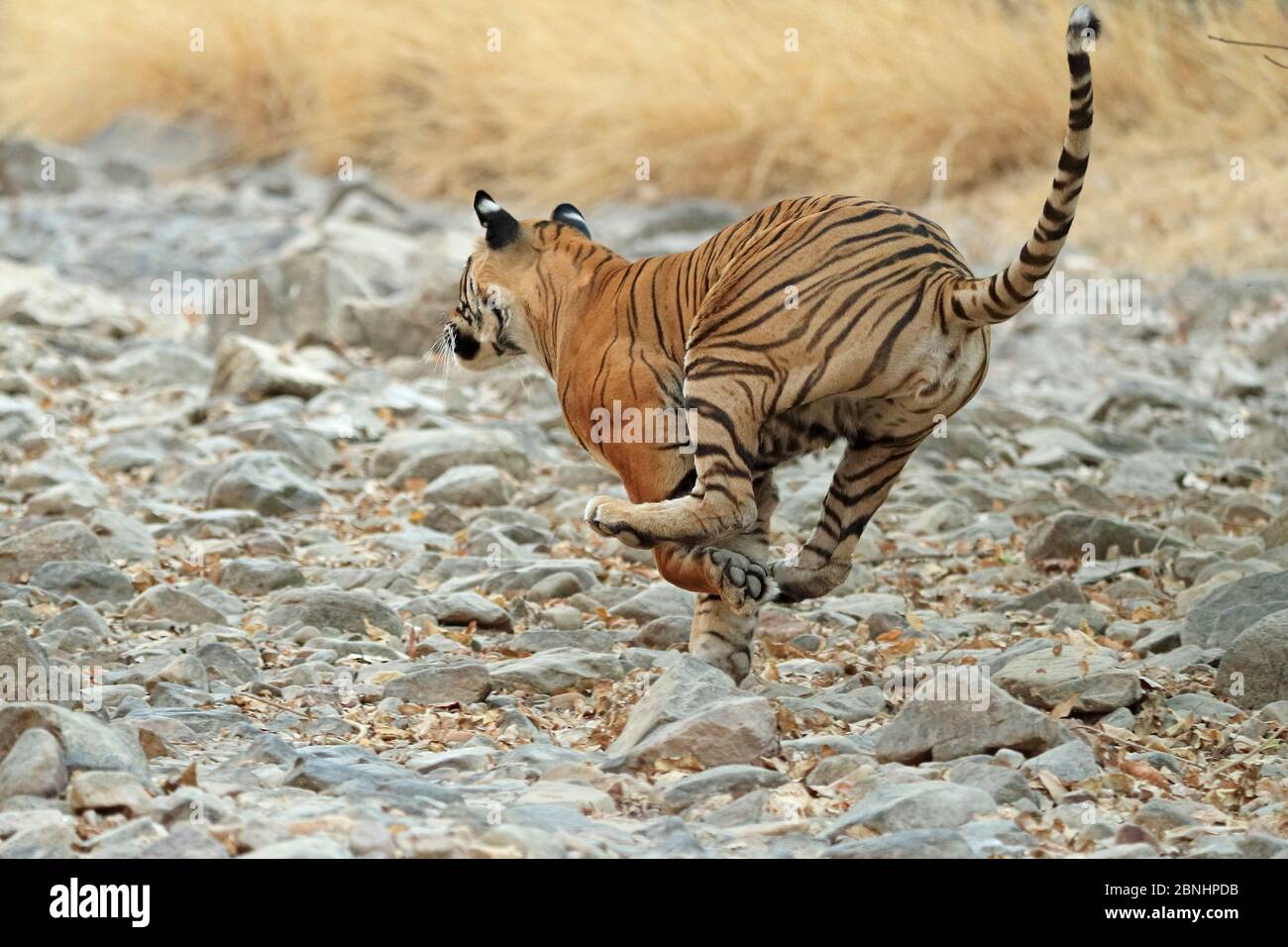 Tigers Videos Chasing Its Prey