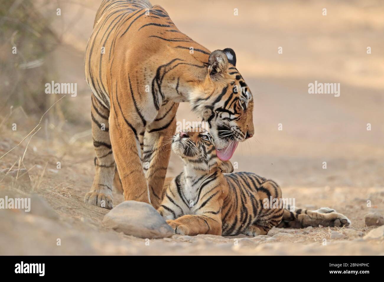 Bengal tiger (Panthera tigris tigris) mother cleaning cub, age 4 months ...