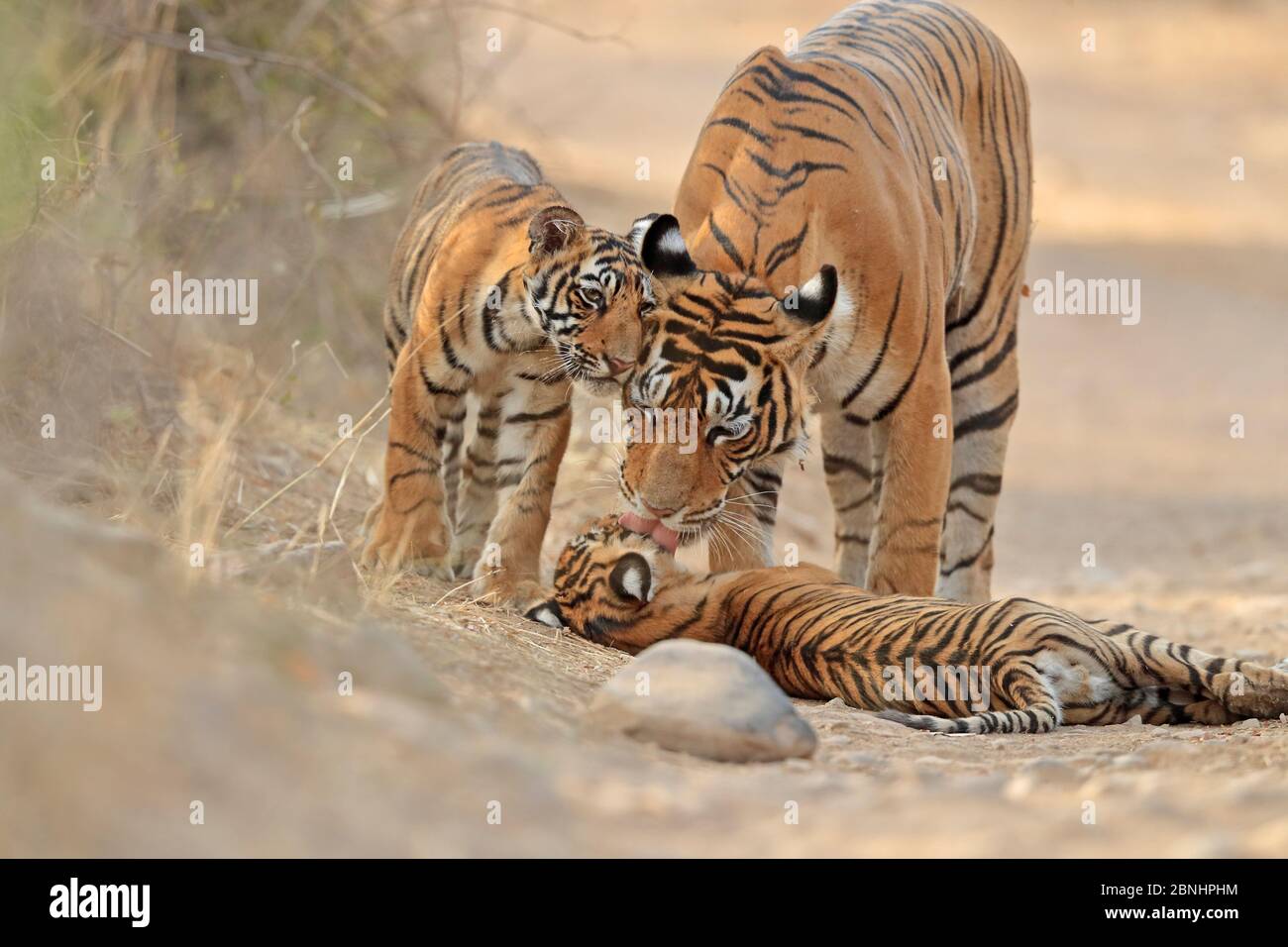 Bengal tiger (Panthera tigris tigris) mother grooming cub, age 4 months ...