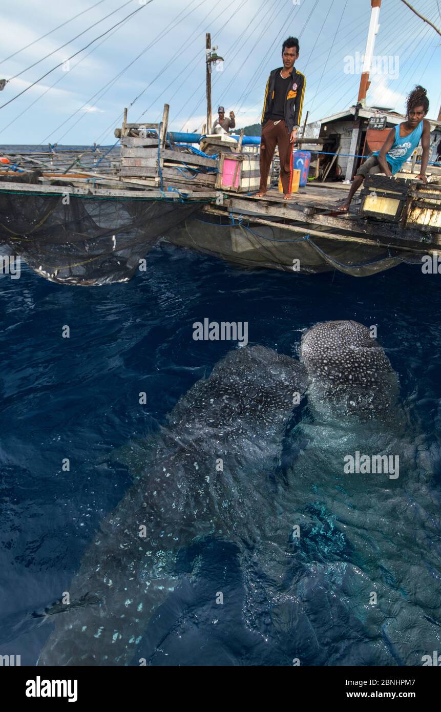 Whale sharks (Rhincodon typus) feeding at Bagan (floating fishing ...
