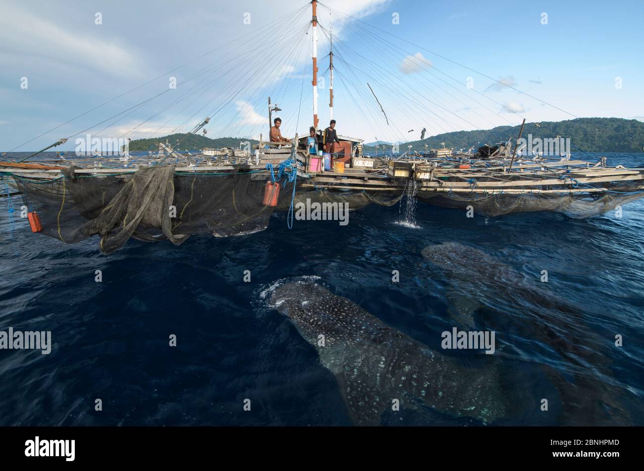Whale sharks (Rhincodon typus) feeding at Bagan (floating fishing ...