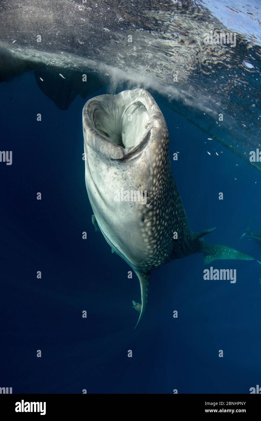 Whale shark (Rhincodon typus) Cenderawasih Bay, West Papua. Indonesia ...