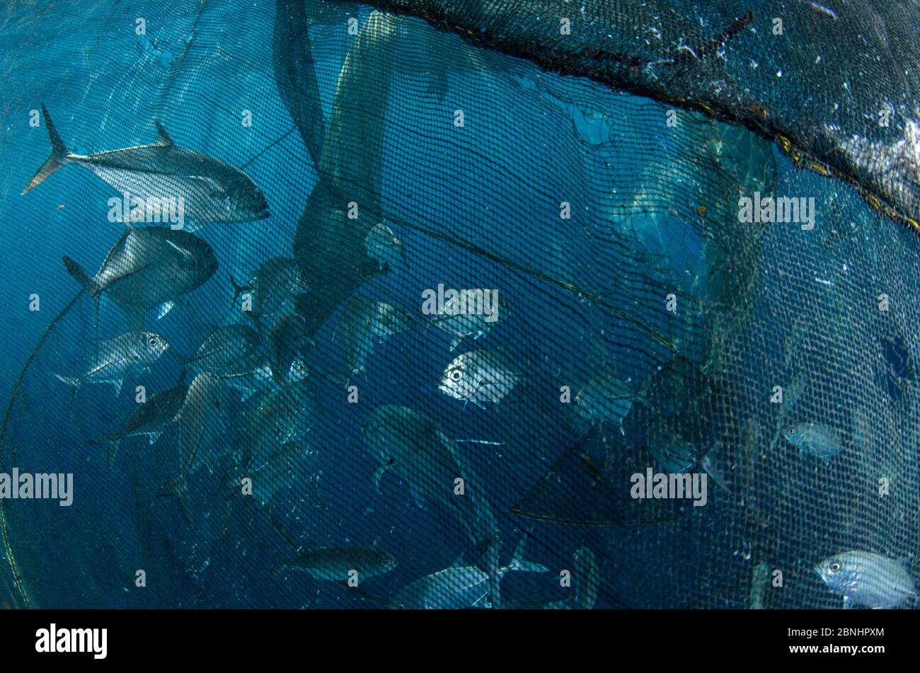 Fish caught in Bagan (floating fishing platform) nets, Cenderawasih Bay ...