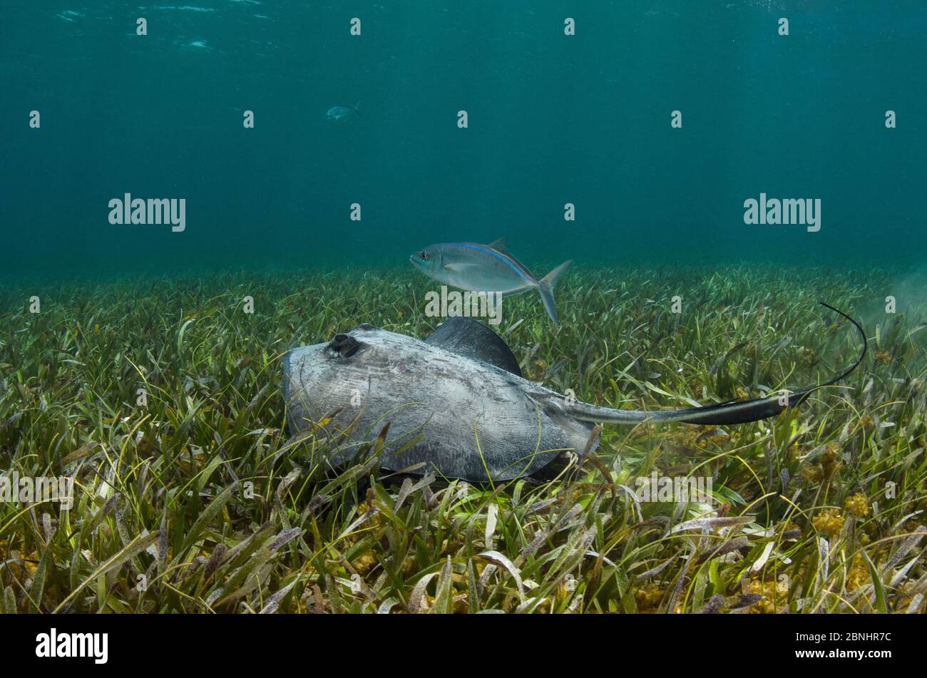 Southern stingray (Hypanus americanus) and Bar jack (Caranx ruber) over ...