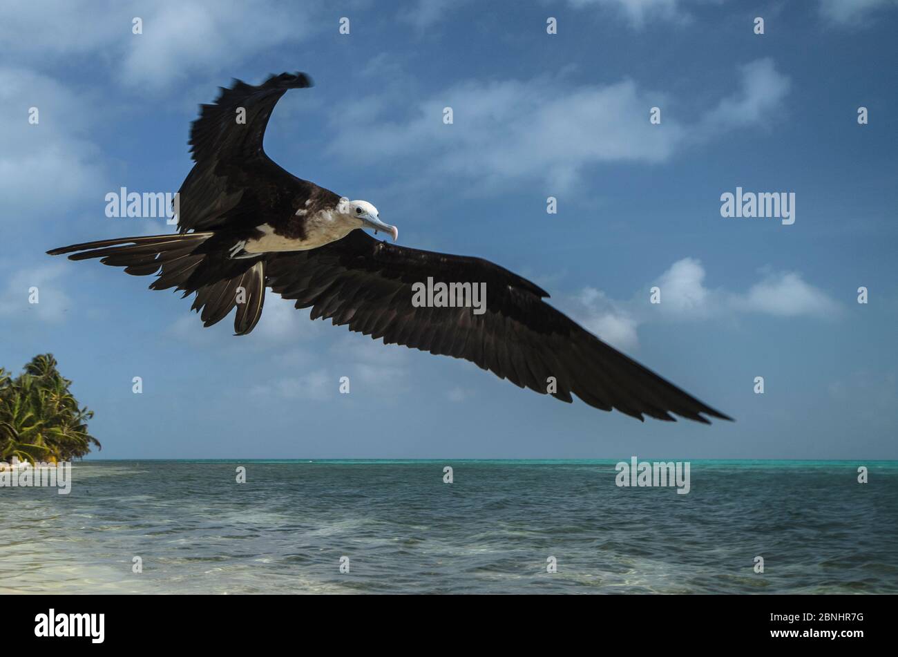 Frigate bird halfmoon caye belize hi-res stock photography and images ...