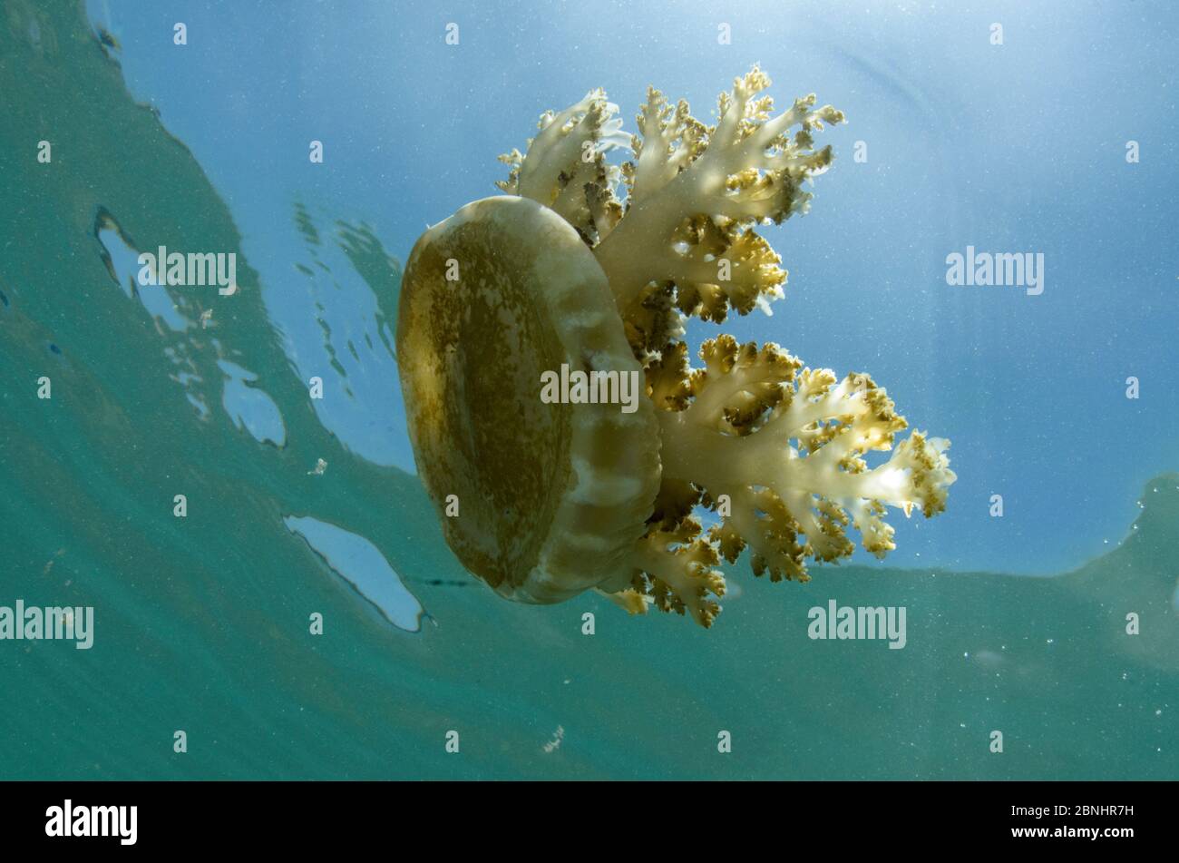 Jellyfish mangrove belize hi-res stock photography and images - Alamy