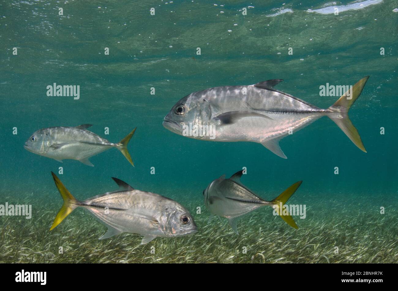 Horse-eye jack fish (Caranx latus) Shark Ray Alley, Hol Chan Marine ...