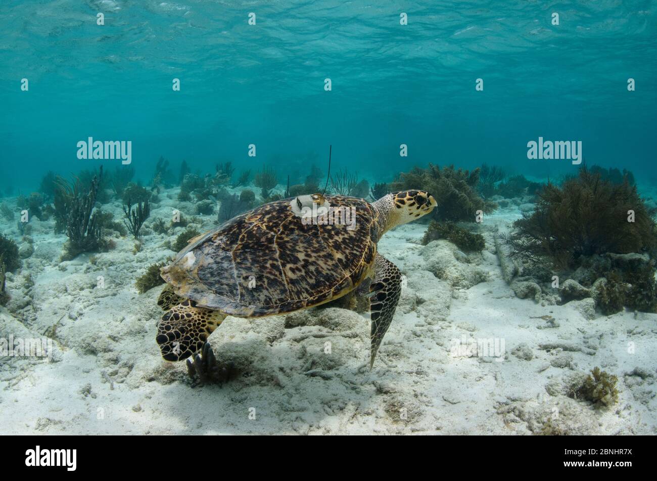 Hawksbill Turtle with Satellite tag (Eretmochelys Imbricata) for ...