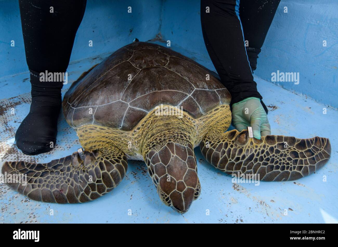 Belize conservation marine turtle hi-res stock photography and images ...