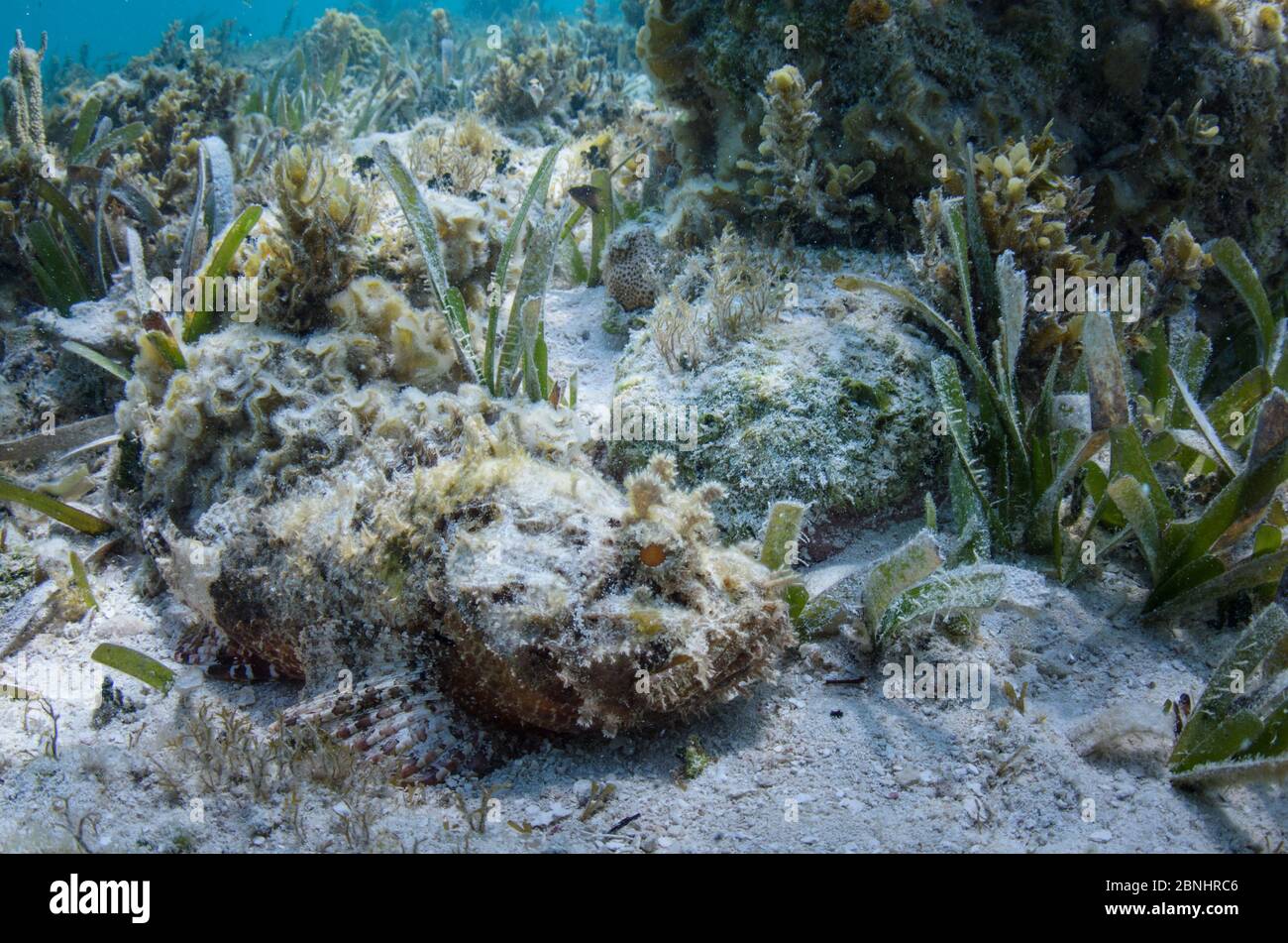 Spotted scorpionfish (Scorpaena plumieri) Lighthouse Reef Atoll, Belize ...