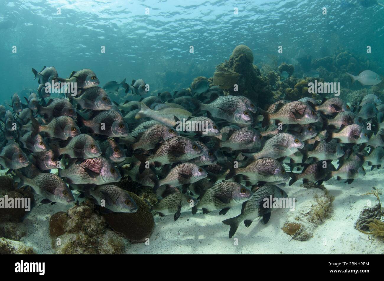 Black margate fish (Anisotremus surinamensis) Hol Chan Marine Reserve ...