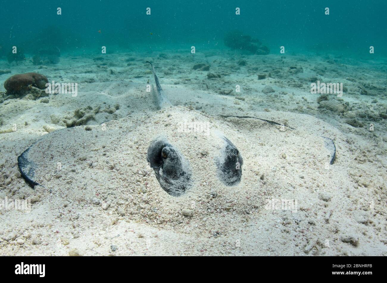 Southern stingray (Hypanus americanus) half hidden on sand seabed ...