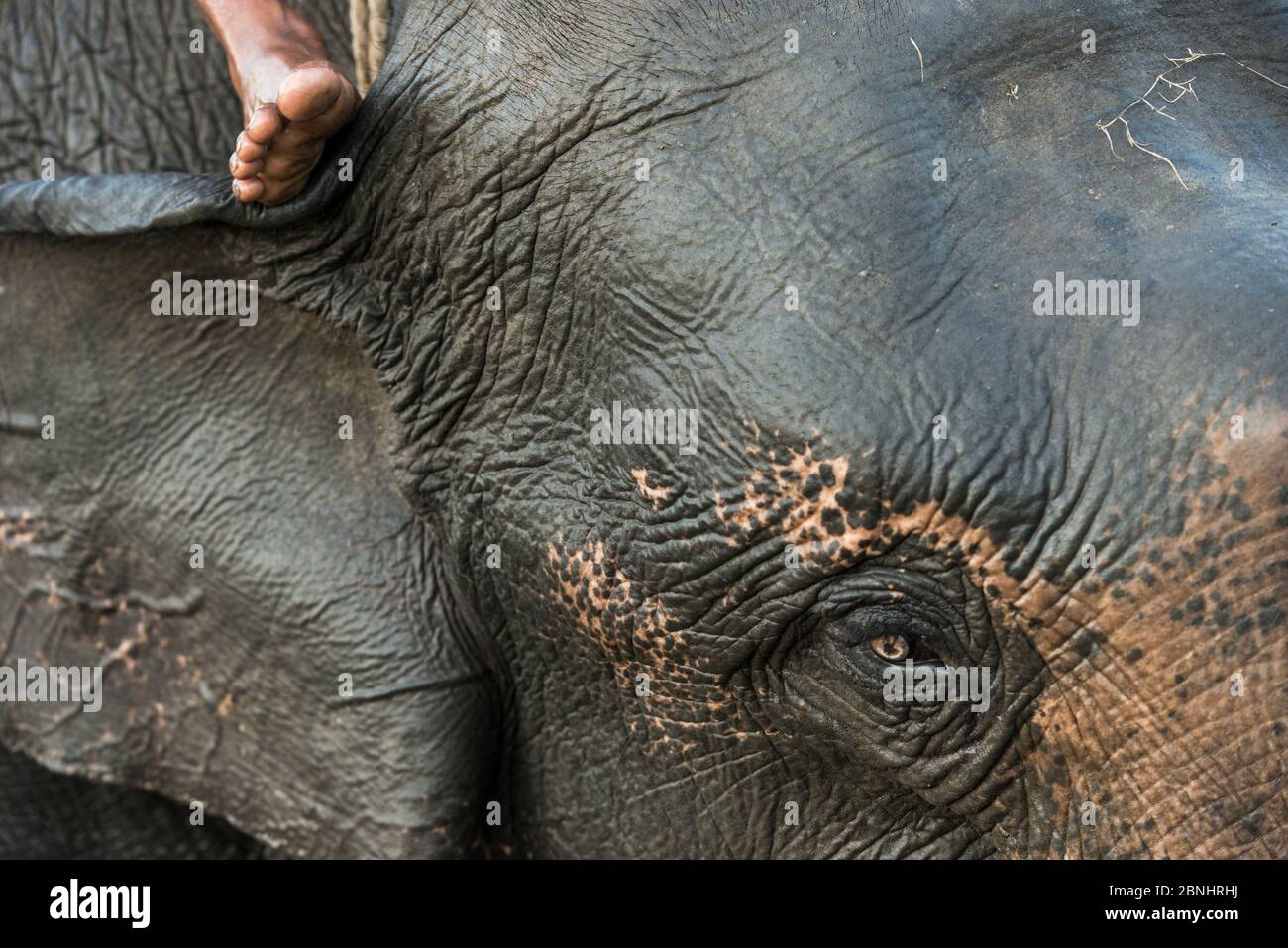 Asian elephant feet hi-res stock photography and images - Alamy