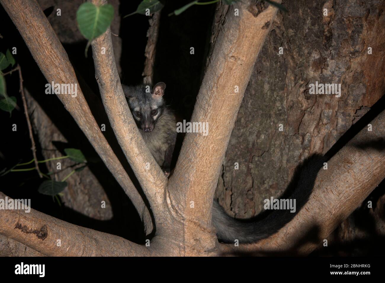 Asian palm civet (Paradoxurus hermaphroditus) Chambal Safari Lodge ...