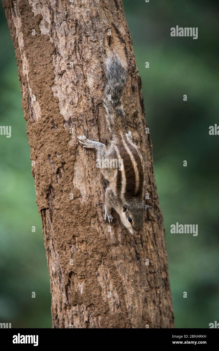 Five-striped palm squirrel or northern palm squirrel (Funambulus ...