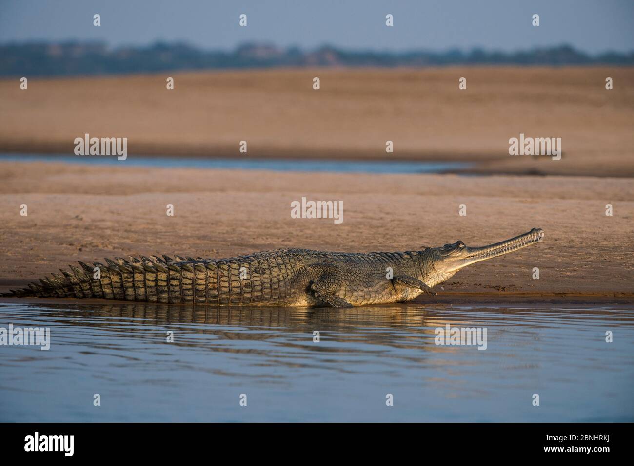 Long nosed crocodile hi-res stock photography and images - Alamy