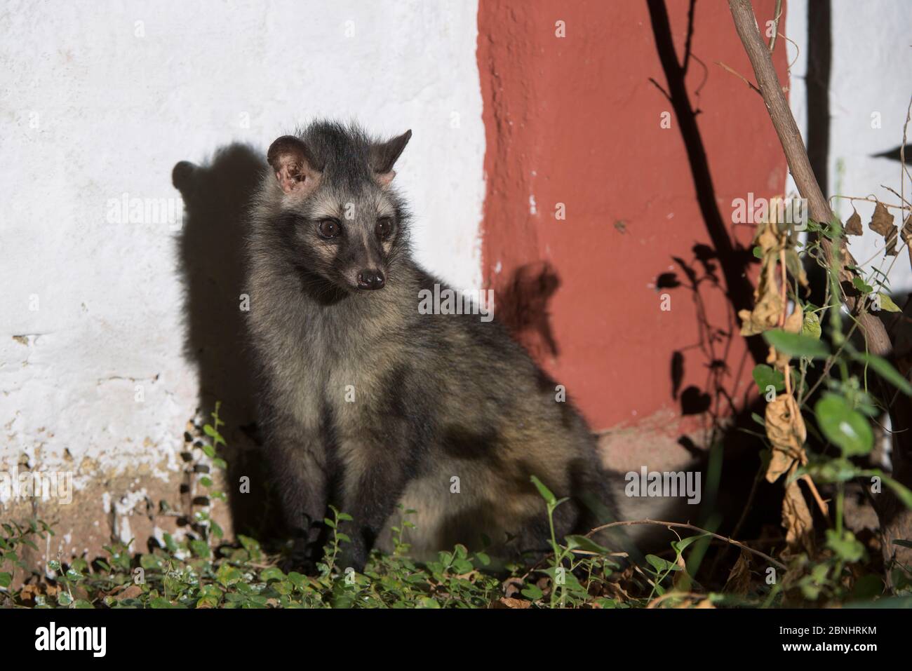 Asian palm civet (Paradoxurus hermaphroditus) Chambal Safari Lodge ...
