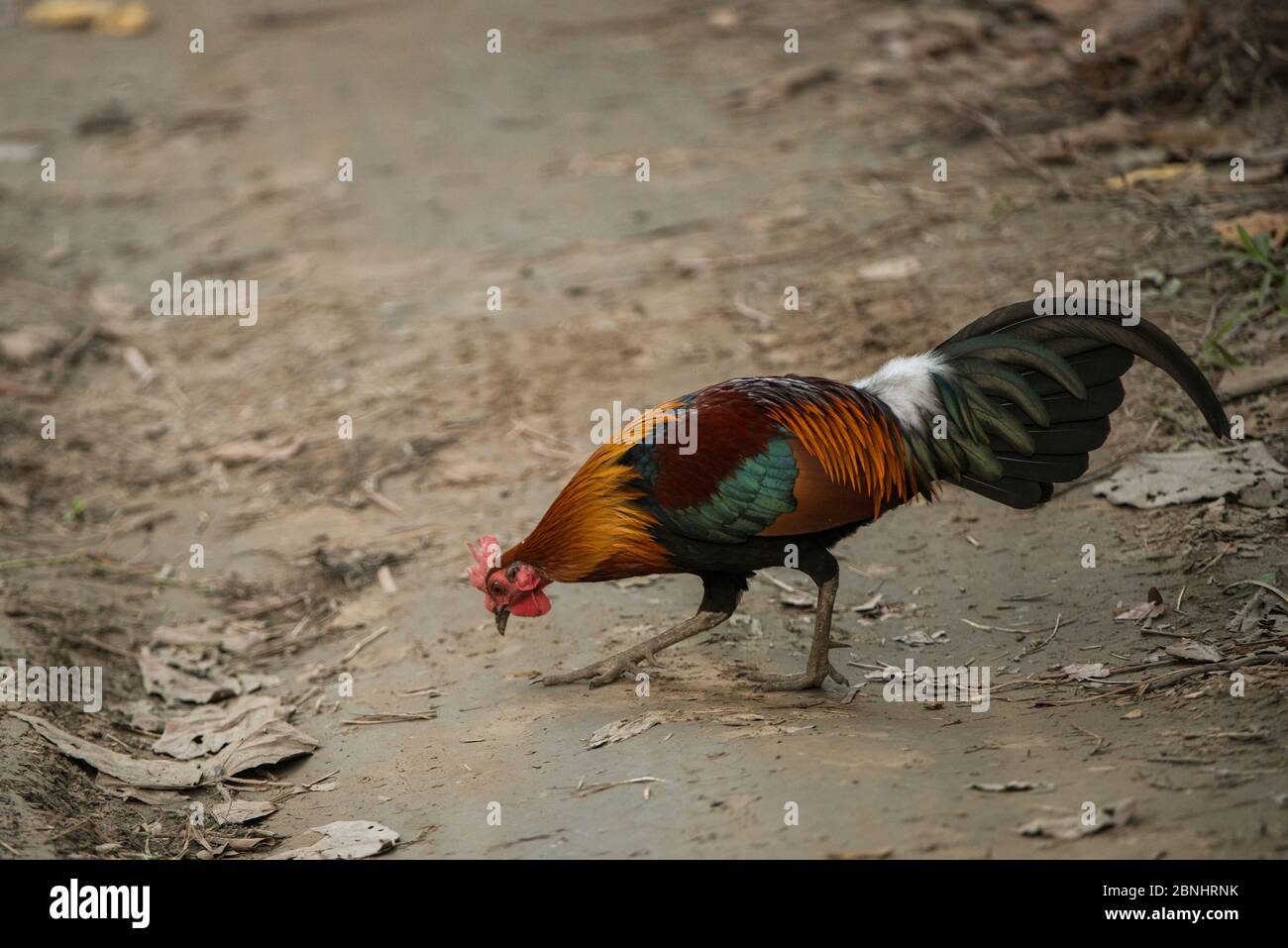 Red junglefowl gallus gallus asia hi-res stock photography and images ...