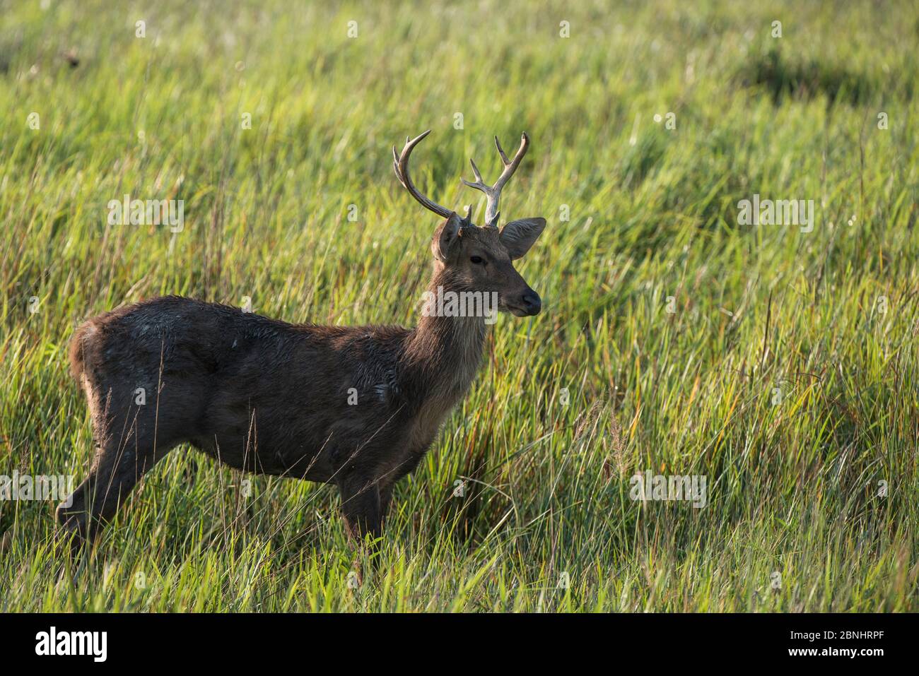 Animal barasingha hi-res stock photography and images - Alamy