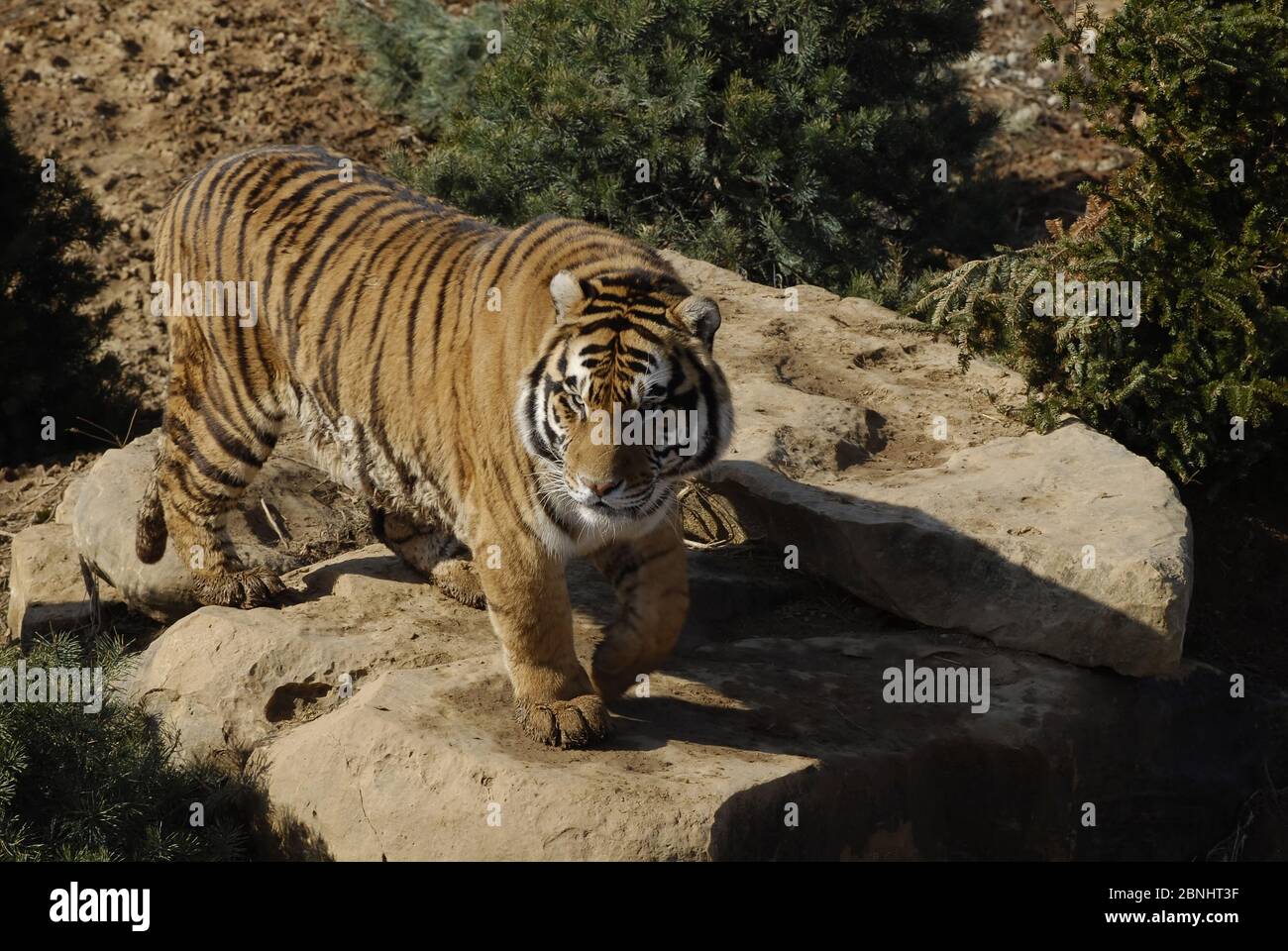 Large white bengal tiger standing hi-res stock photography and images ...