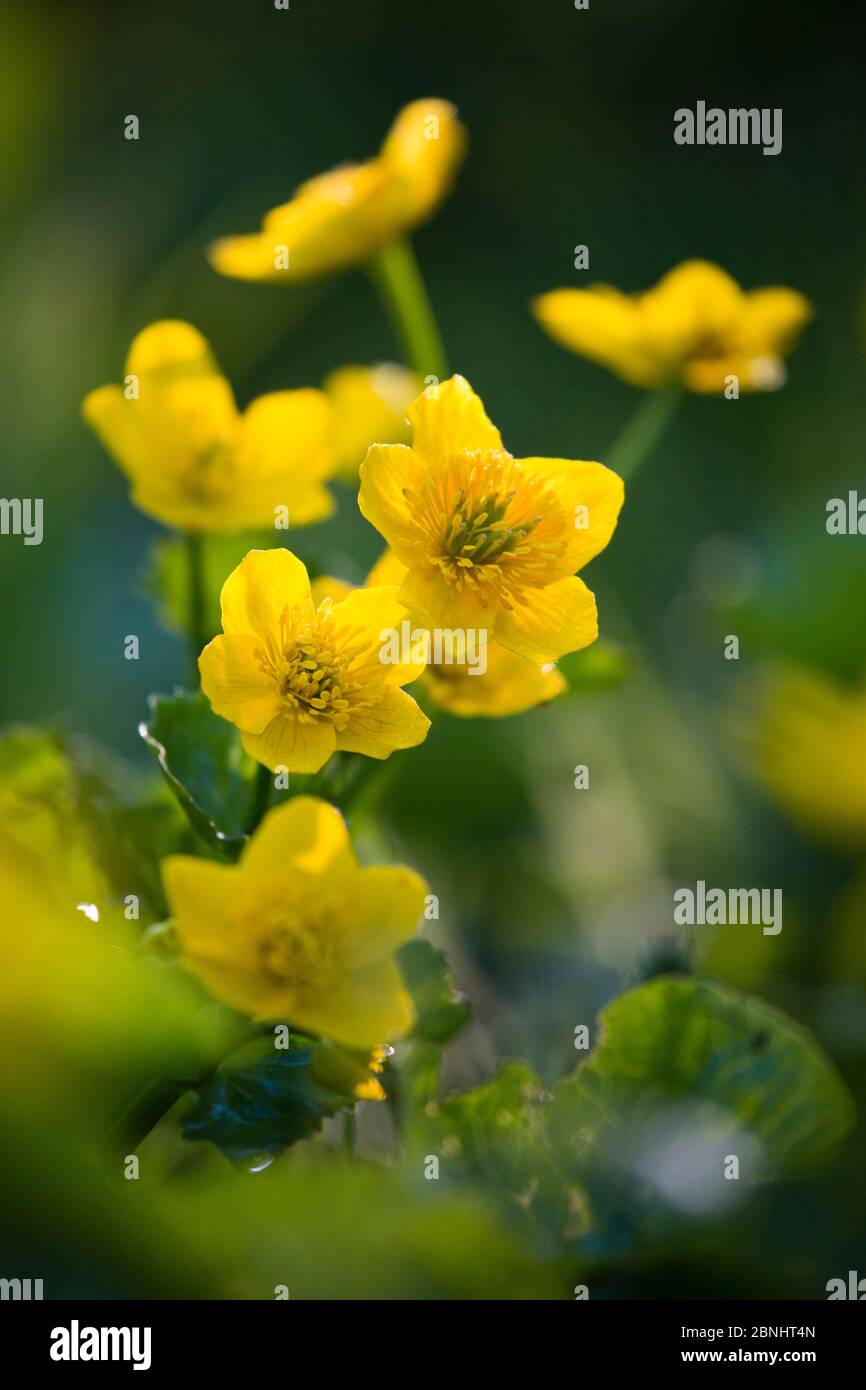 Marsh marigold / King cup (Caltha palustris) flowering on Limestone ...