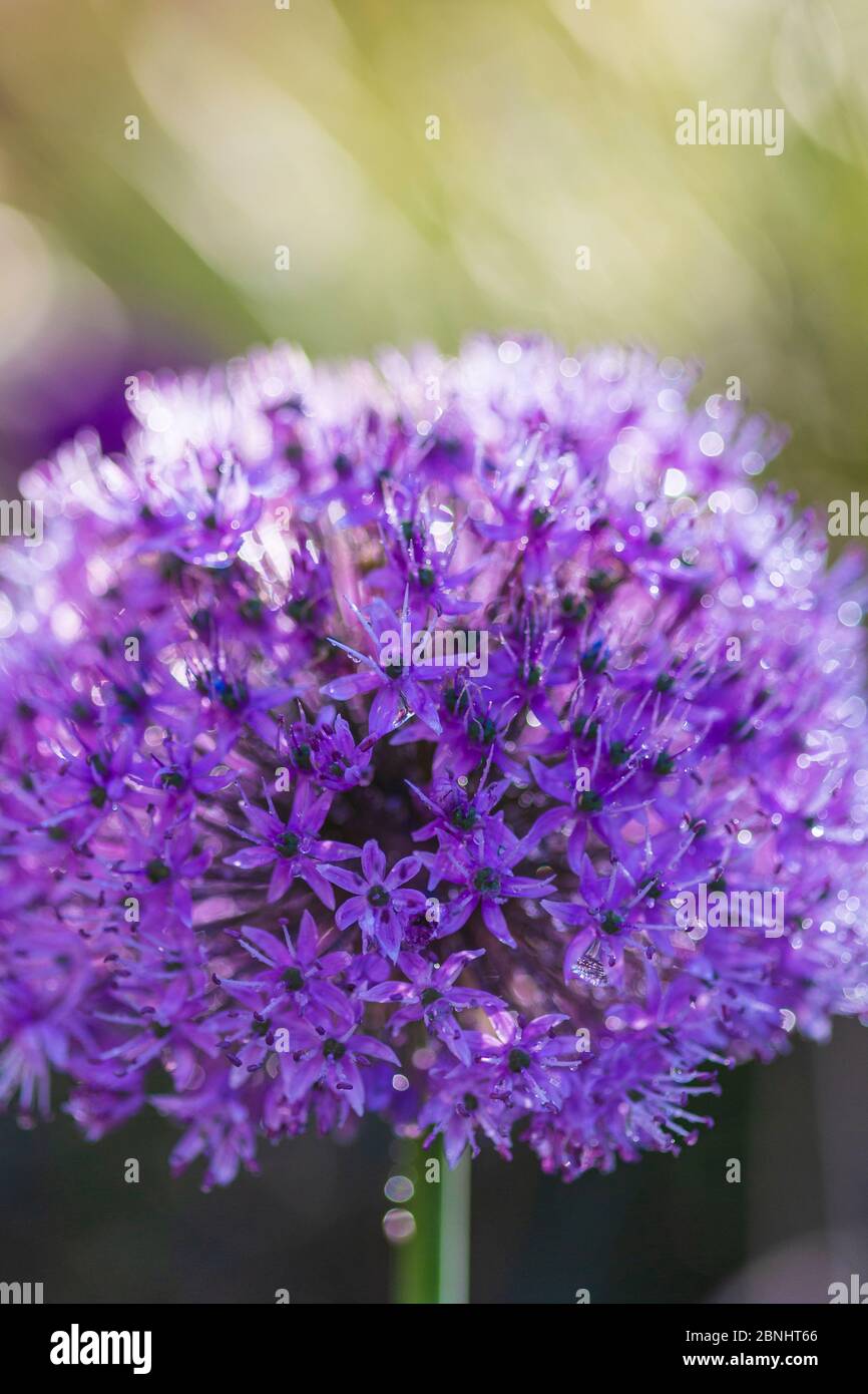 Globe like allium head hi-res stock photography and images - Alamy