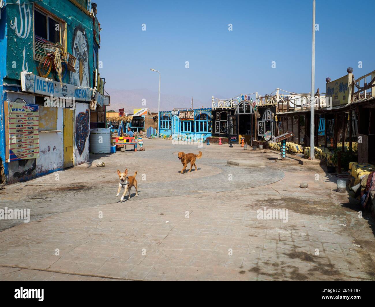 some stray dogs in the streets of dahab Stock Photo - Alamy