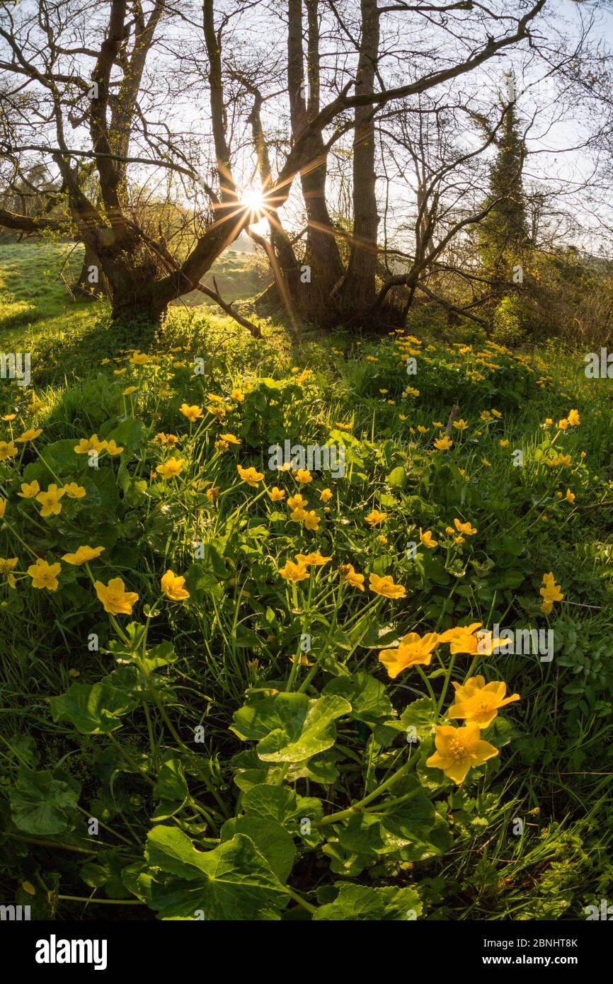 Western marshmarigold hi-res stock photography and images - Alamy