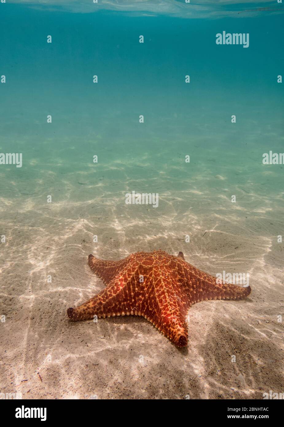 Starfish point cayman hi-res stock photography and images - Alamy