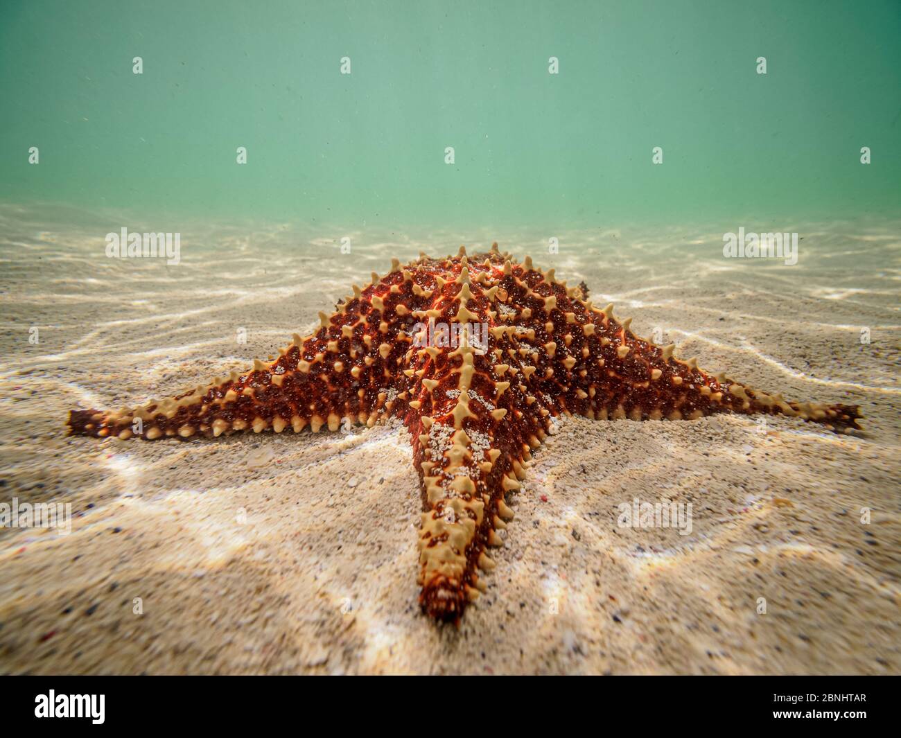 Starfish point cayman hi-res stock photography and images - Alamy
