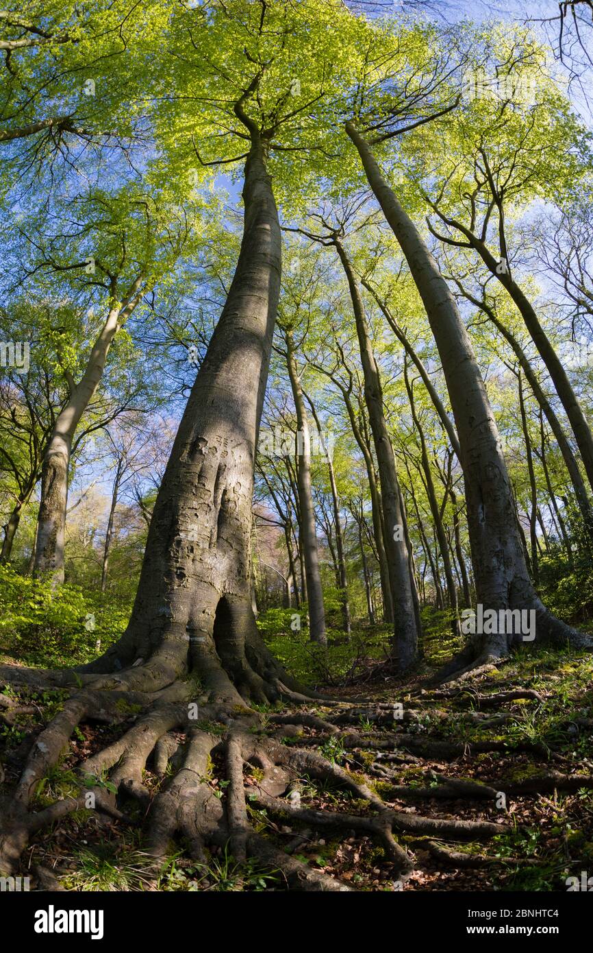 Canopy of Beech trees (Fagus silvatica) coming into leaf in springtime ...