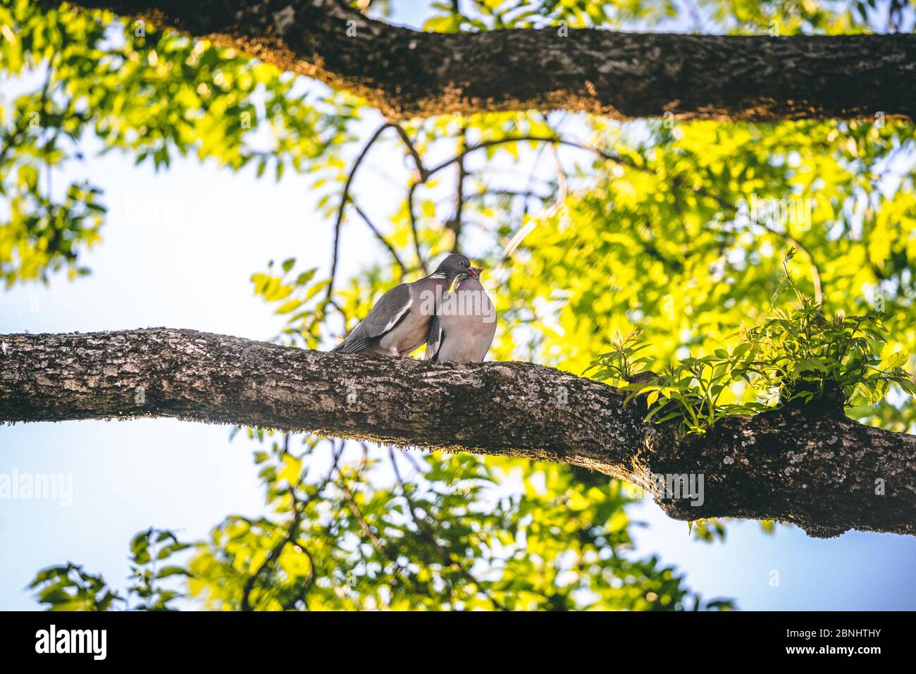 Two birds sitting on stone hi-res stock photography and images - Alamy