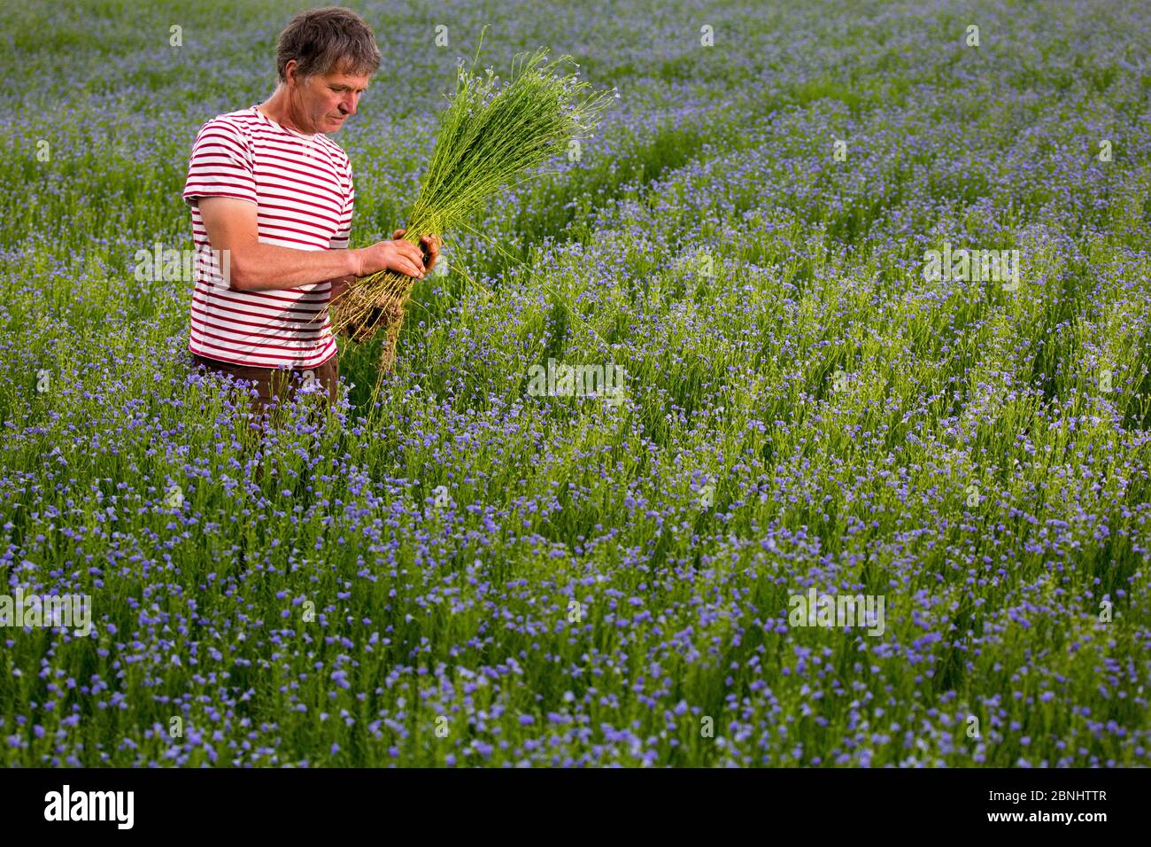 Field crop of Common flax in flower (Linum usitatissimum) and farmer ...