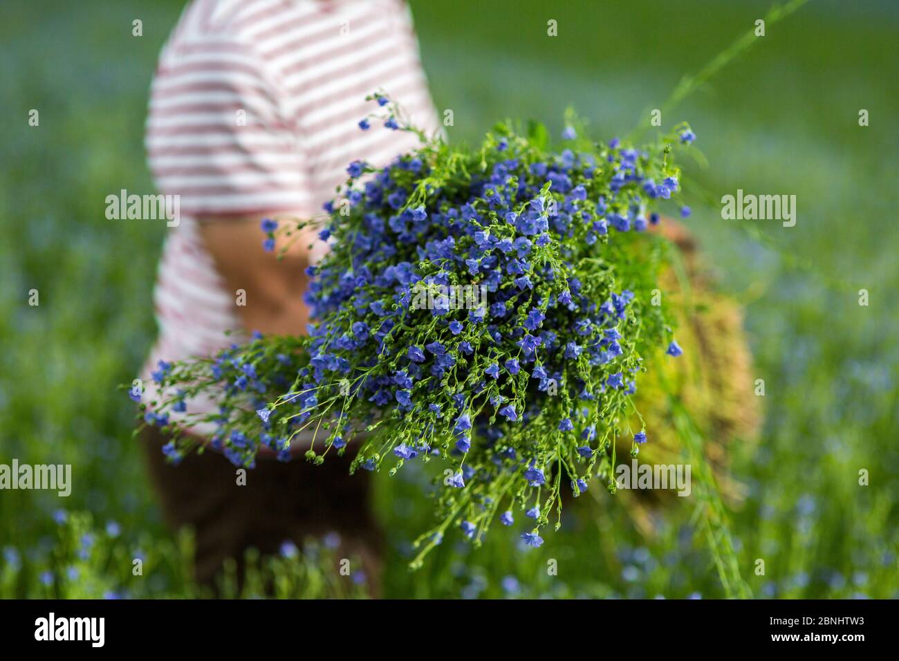 Person with Bunch of Common flax in flower (Linum usitatissimum ...