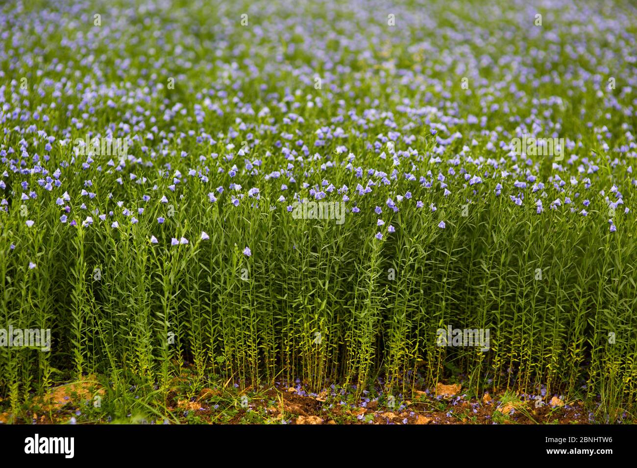 Field crop of Common flax in flower (Linum usitatissimum ...