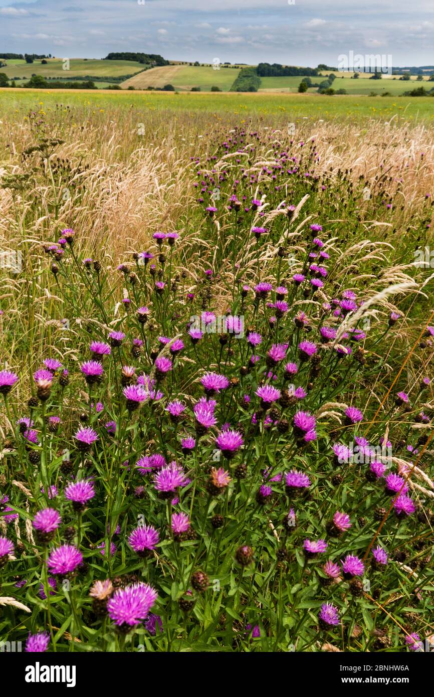 Greater knapweed (Centaurea scabiosa) inwildflower rich field margins ...