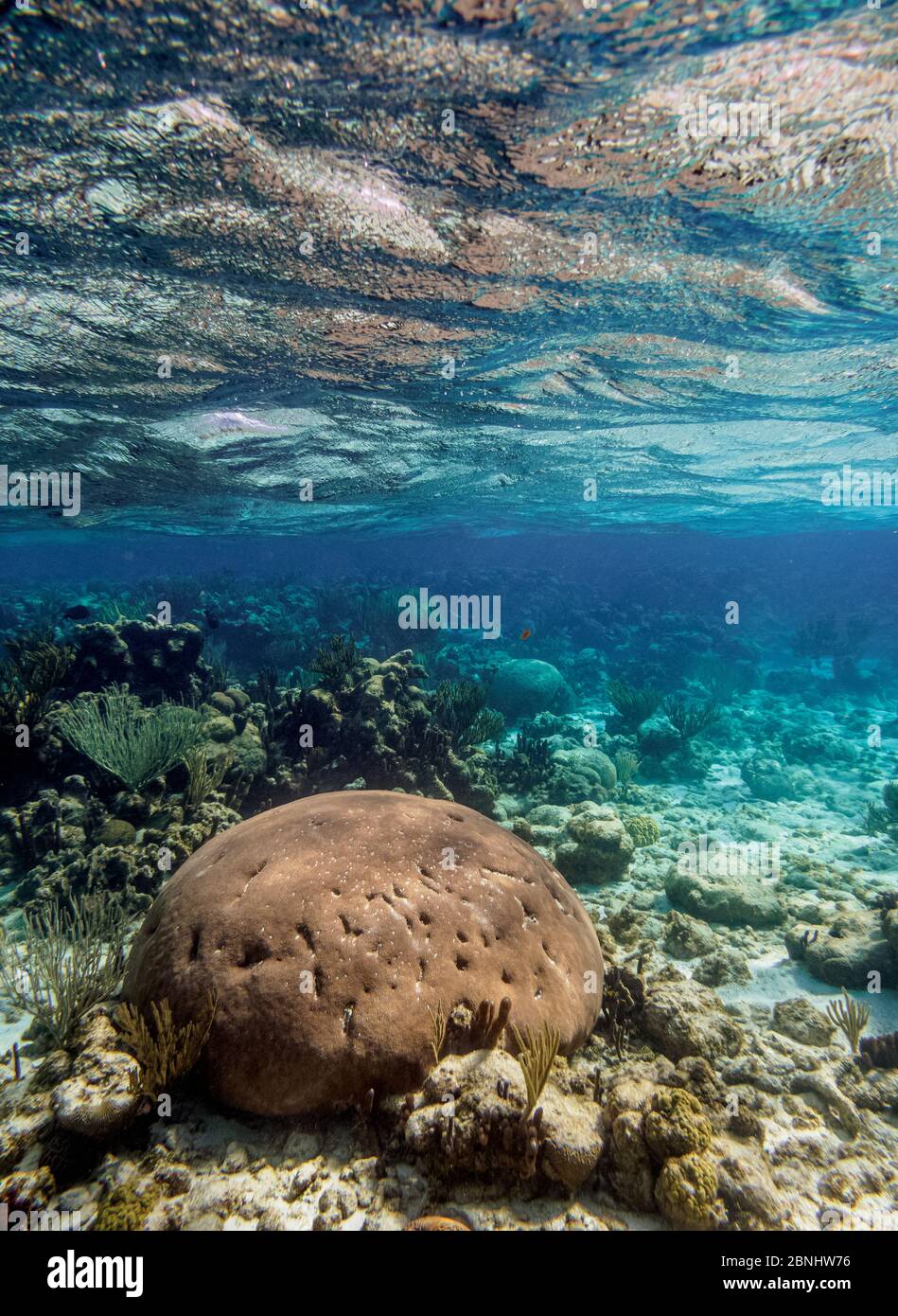Coral Reef near Stingray City, Grand Cayman, Cayman Islands Stock Photo ...